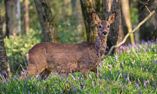 Respekt dem Wald und seinen Bewohnern